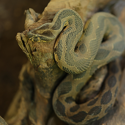 Russell's viper - PMC Zoo