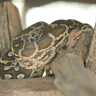 Reticulated Python - PMC Zoo