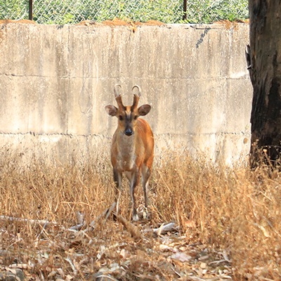 भेकर - PMC Zoo
